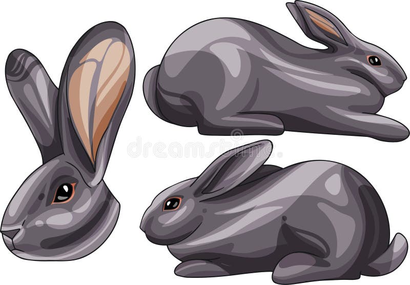 American rabbit stock vector. Illustration of breed - 252238454