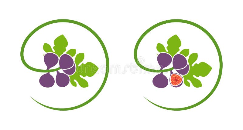 Fig Logo. Isolated Fig on White Background Stock Vector - Illustration ...