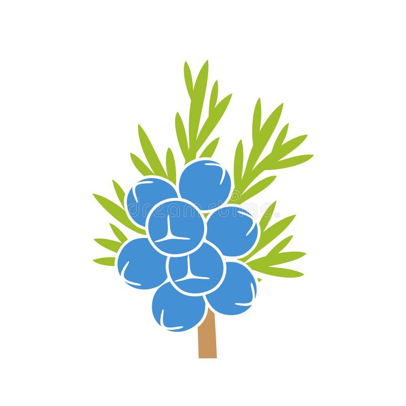 Juniper Berries Logo. Isolated Juniper Berries on White Background ...