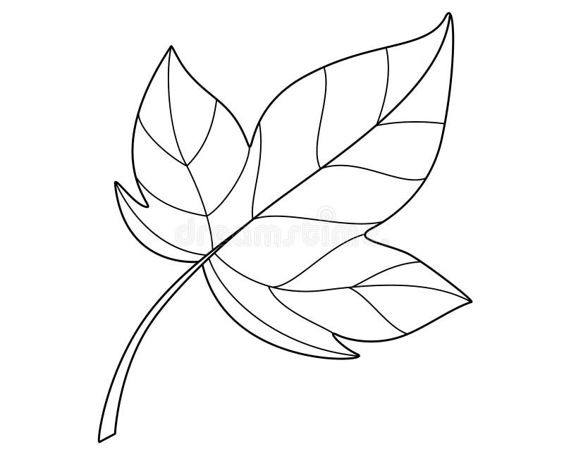 Cotton Leaf, Plant Element - Vector Linear Picture for Coloring ...