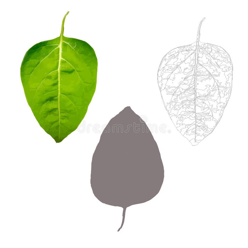 Tropical Leaves, Bright Colored, Vector Isolated Objects Set, Juicy ...