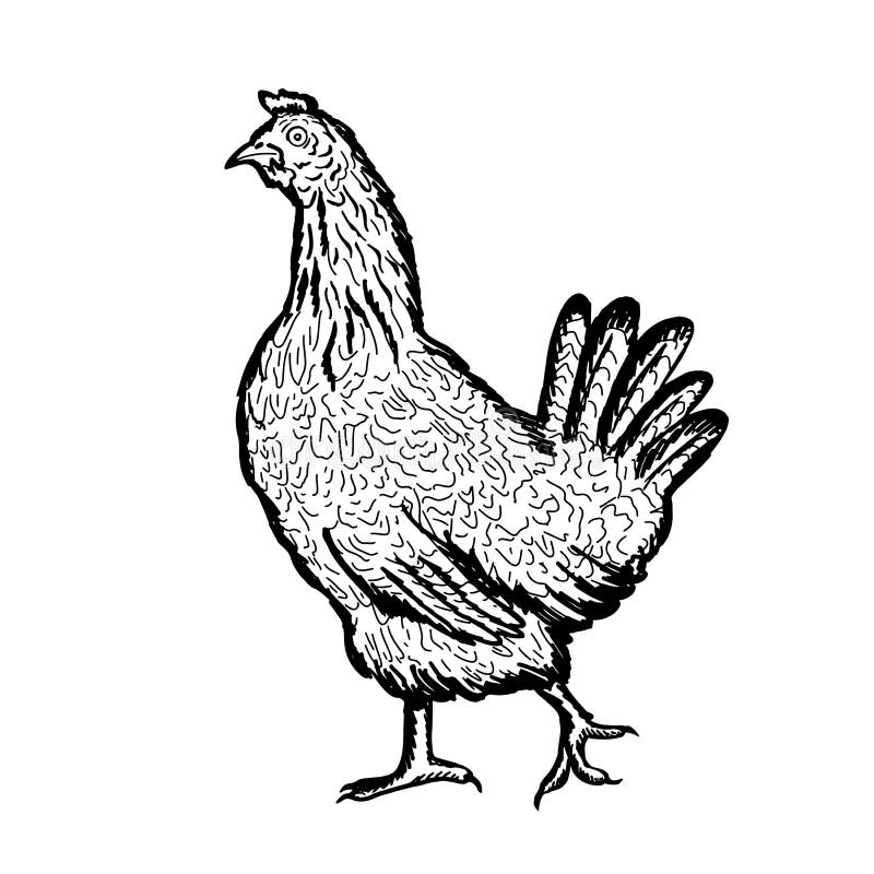 Handmade Chicken, Hen. Poultry, Broiler, Farm Animals. Stock ...