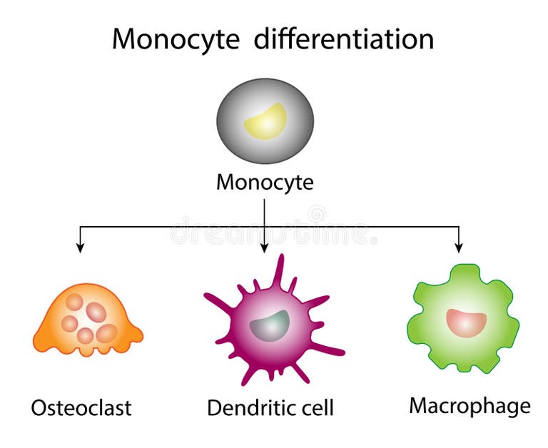 Monocyte Differentiation. Dendritic Cell, Osteoclast and Macrophage ...