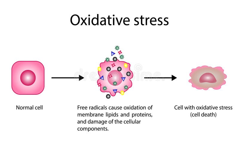 Oxidative Stress, Cellular Damage, Free Radicals Cause Oxidation E and ...