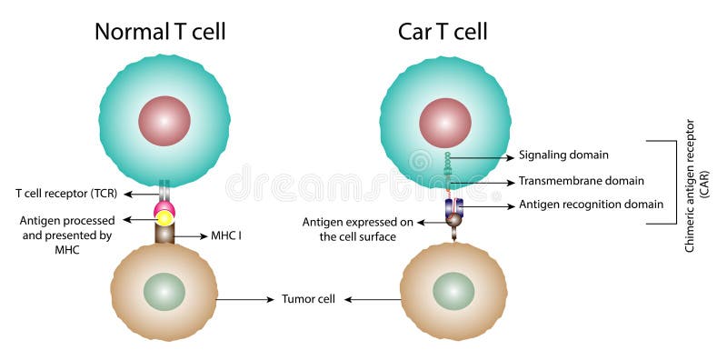 Normal T Cell Vs Chimeric Antigen Receptor T Cell. Vector Illustration ...