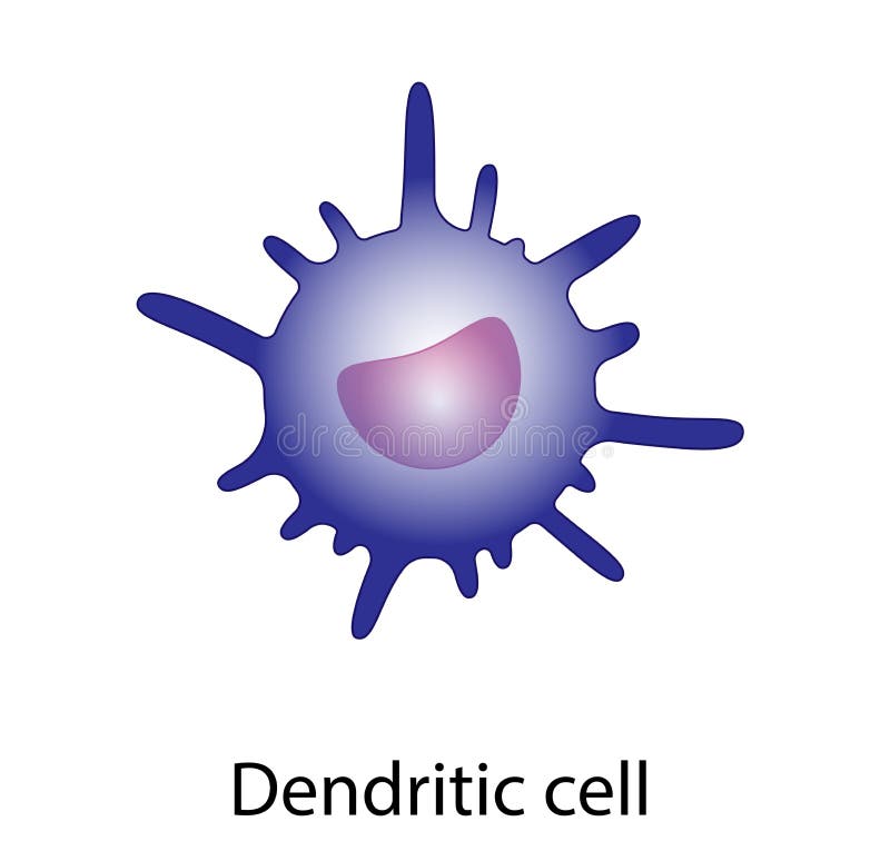 Dendritic Cells Diagram
