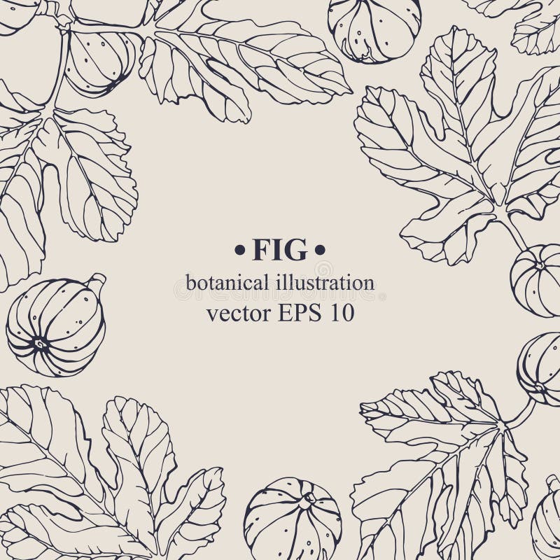 Fig Frame Stock Illustrations – 716 Fig Frame Stock Illustrations ...