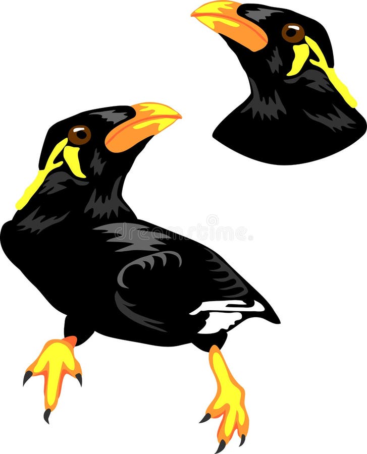Myna Colour Stock Illustrations – 9 Myna Colour Stock Illustrations ...