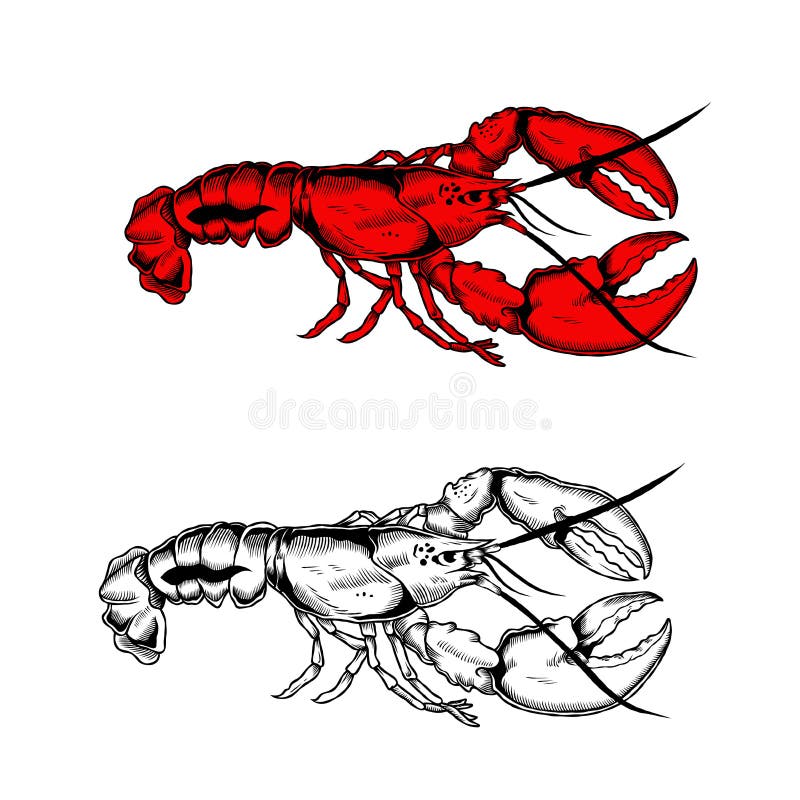 Illustration of Fresh Lobster Vector Design Stock Vector - Illustration ...