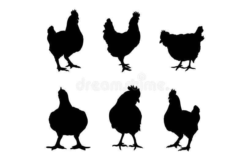 Set of Silhouettes of Broiler Roast Chicken Vector Design Stock Vector ...