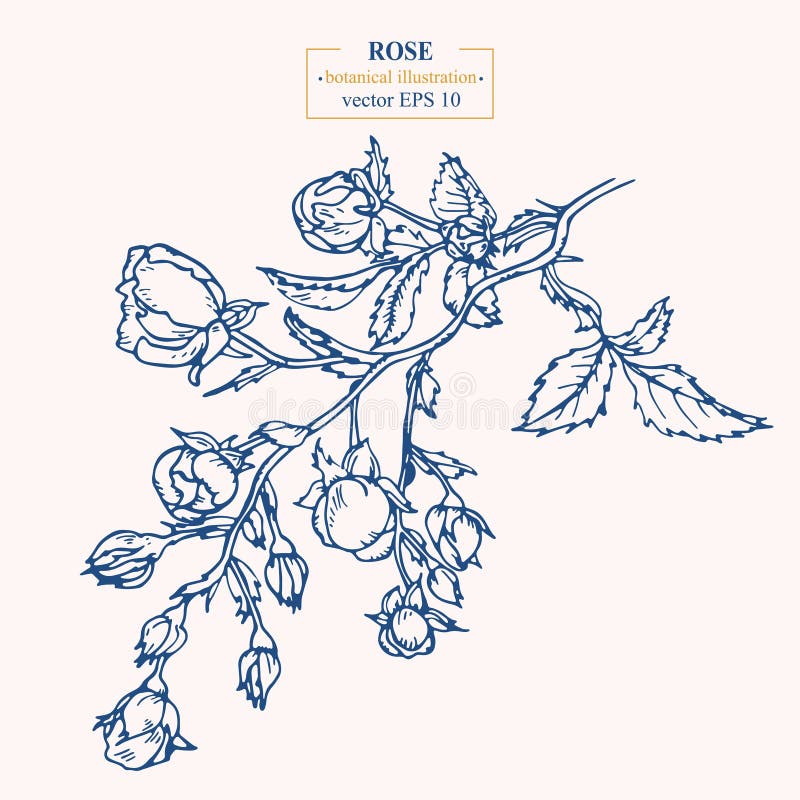 Vector Hand Drawn Rose Flower Stock Vector - Illustration of card ...