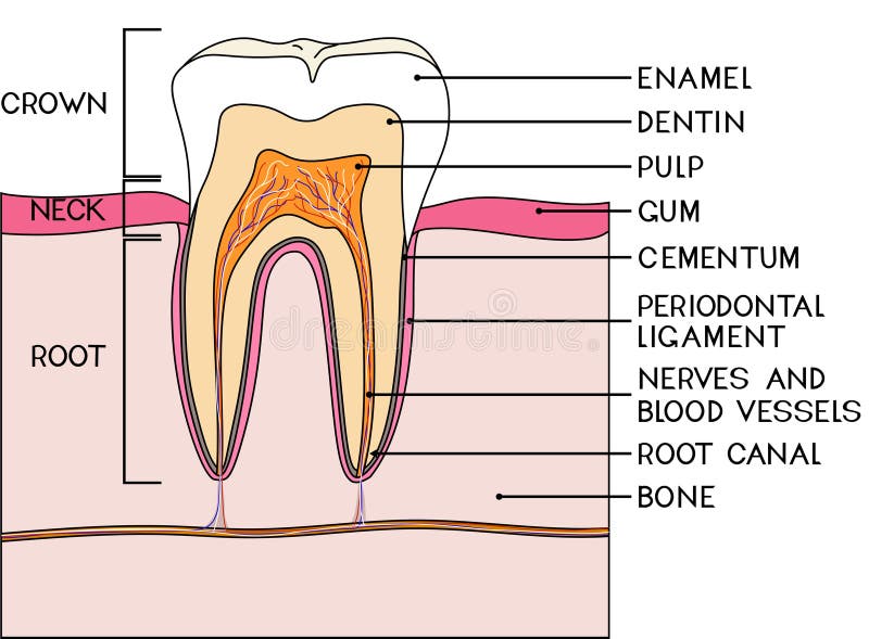 Parts of Human Tooth. Scheme of Structure of Tooth (molar) in Cross ...