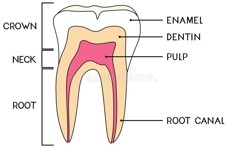 Parts of Human Tooth. Scheme of Structure of Tooth (molar) in Cross ...