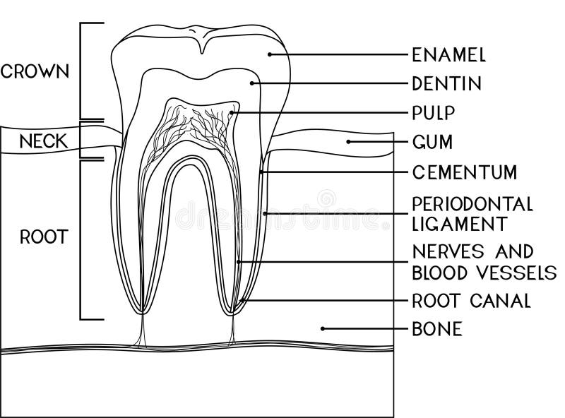 Tooth Parts Coloring Pages
