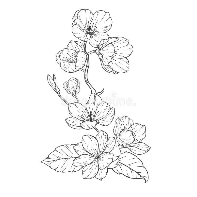 Floral Line Art, Sakura Flower Outline Illustration Set. Hand Painted ...