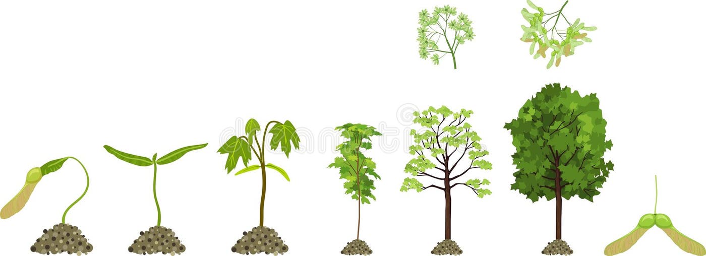 Maple Tree Stages Stock Illustrations – 50 Maple Tree Stages Stock ...