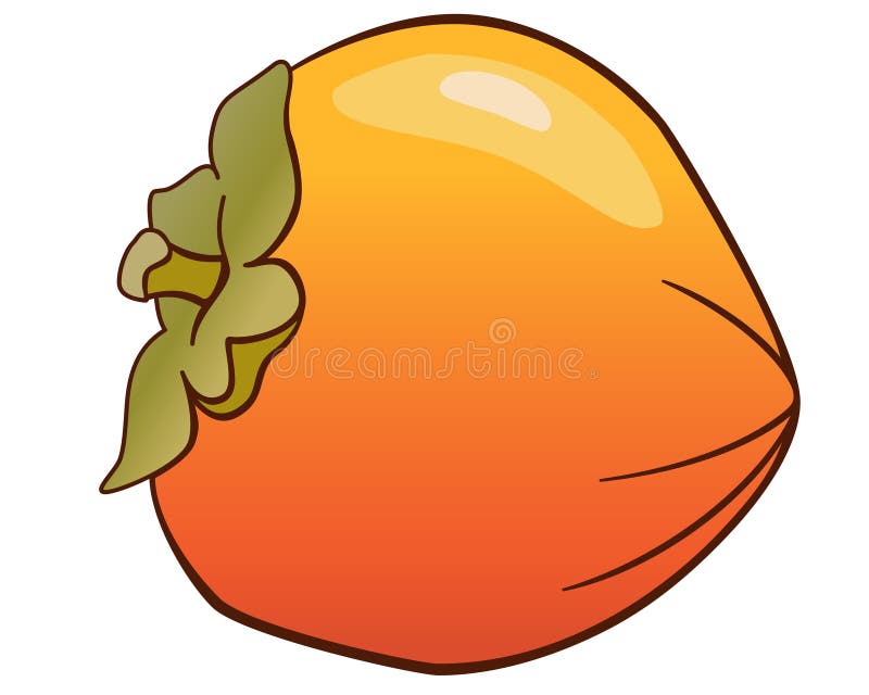 Persimmon, Bright Orange Fruit - Vector Full Color Picture with Plant ...