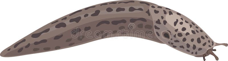 Limax Maximus Stock Illustrations – 9 Limax Maximus Stock Illustrations ...