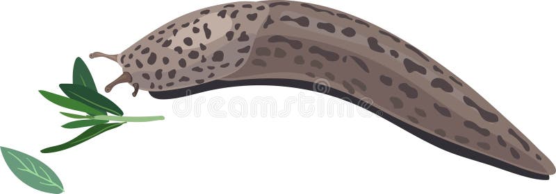 Leopard Slug (Limax Maximus) and Small Green Leaves Stock Vector ...