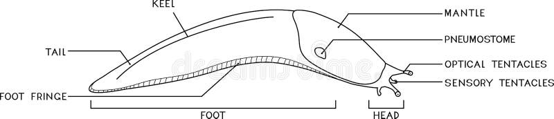 Coloring Page with External Anatomy of Slug. Stock Vector ...