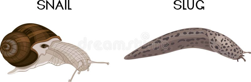 Types of Gastropod Molluscs: Snail and Slug. Stock Vector ...