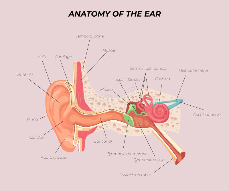 Anatomy of the Ear Education Medicine Stock Vector - Illustration of ...