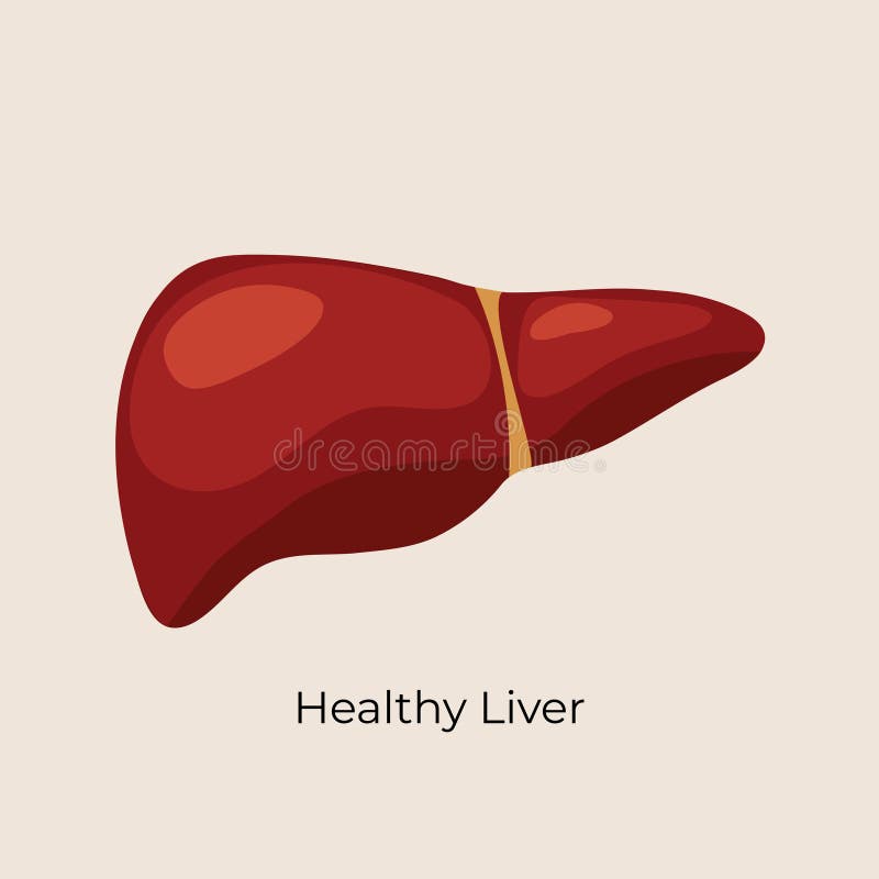 Liver Healthy Vector Illustration Flat Medicine Poster Stock Vector ...
