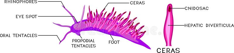 Slugs Anatomy Stock Illustrations – 10 Slugs Anatomy Stock ...