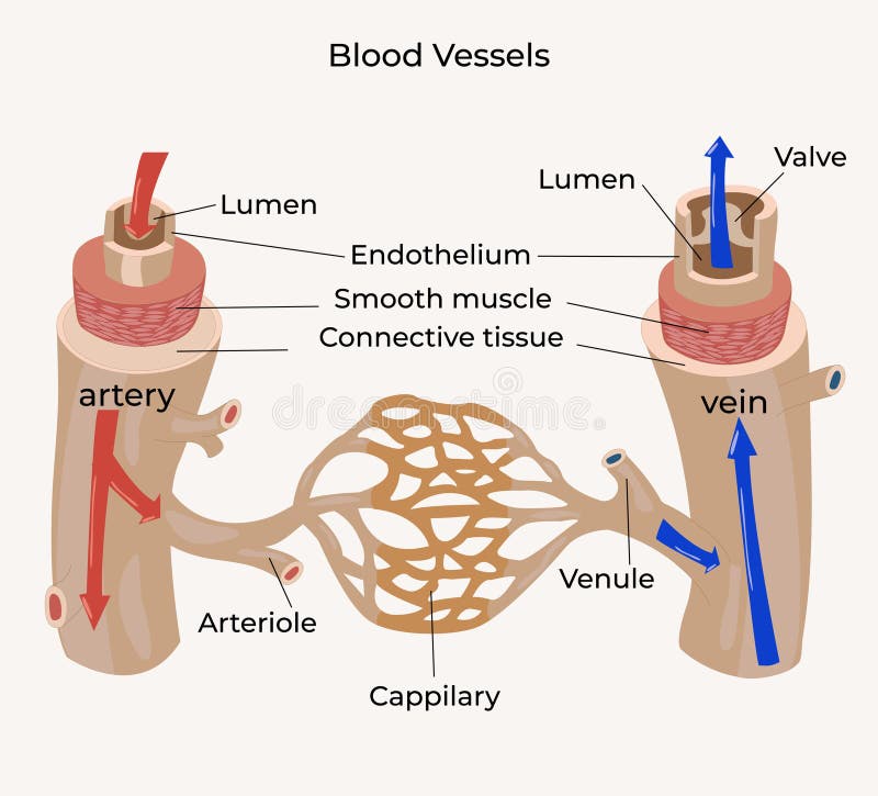 Blood Vessels Anatomical Structure Medicine Education Poster Stock ...