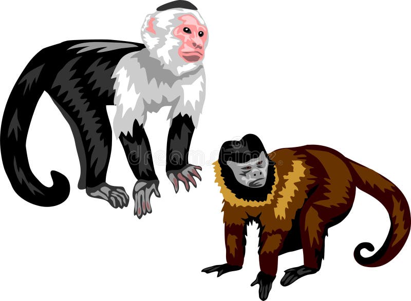 Sapajus Stock Illustrations – 2 Sapajus Stock Illustrations, Vectors ...