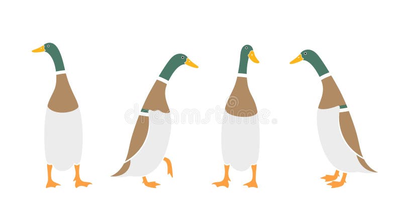 Runner Ducks Stock Illustrations – 16 Runner Ducks Stock Illustrations ...
