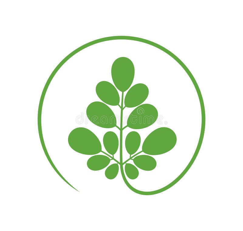 Moringa Logo. Isolated Moringa on White Background Stock Vector ...