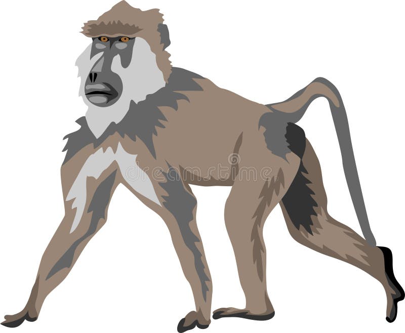 Baboon vector stock vector. Illustration of papio, monkey - 275713408