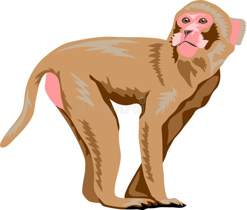 Rhesus Monkey Stock Illustrations – 222 Rhesus Monkey Stock ...
