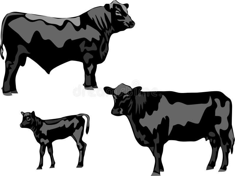 Angus Bull Cow Calf Stock Illustrations – 475 Angus Bull Cow Calf Stock ...