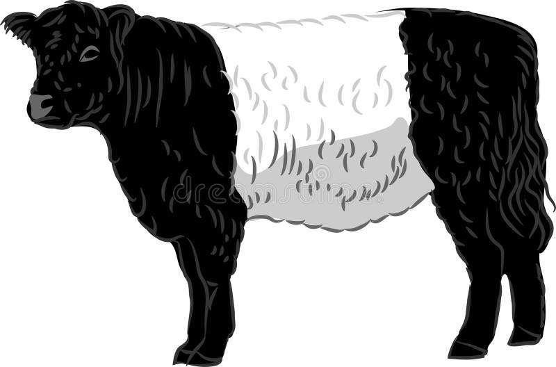 Belted Galloway cattle stock vector. Illustration of breed - 277815644
