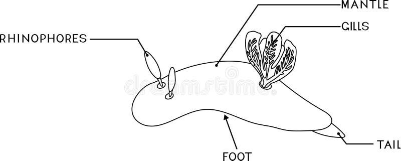 Slugs Anatomy Stock Illustrations – 10 Slugs Anatomy Stock ...