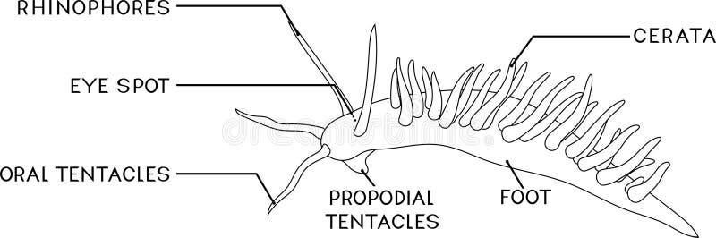 Slugs Anatomy Stock Illustrations – 6 Slugs Anatomy Stock Illustrations ...