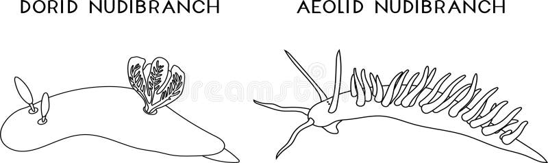 Nudibranch Diagram