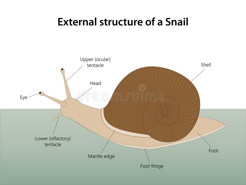 Gastropod Anatomy Stock Illustrations – 19 Gastropod Anatomy Stock ...