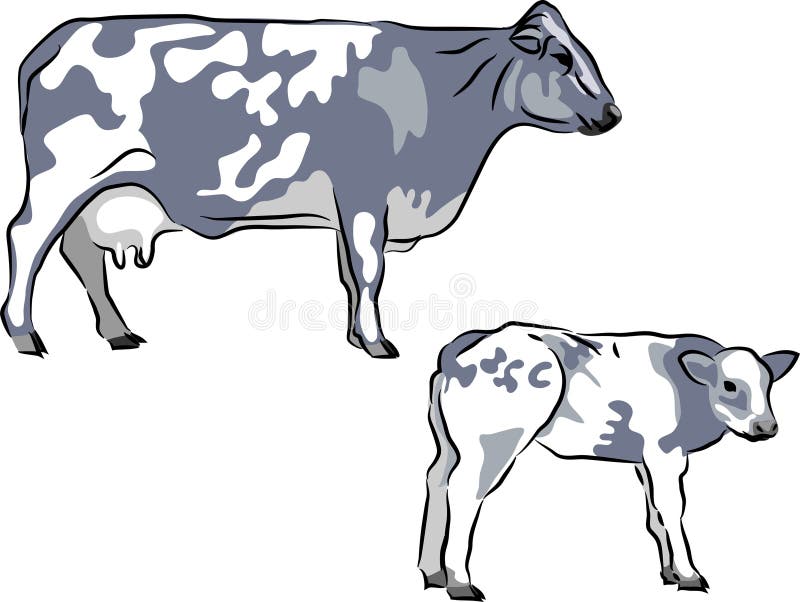 Belgian Blue cattle stock vector. Illustration of color - 279871264