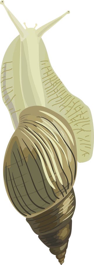 Periwinkle Snail Drawing