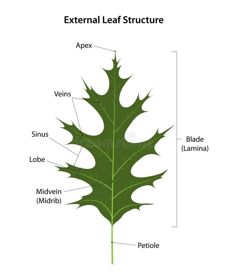 Quercus Palustris Stock Illustrations – 8 Quercus Palustris Stock ...