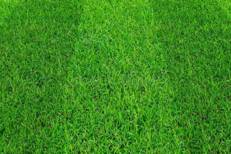Background Material Texture Grass Green Lawn for Backdrop and Wallpaper ...