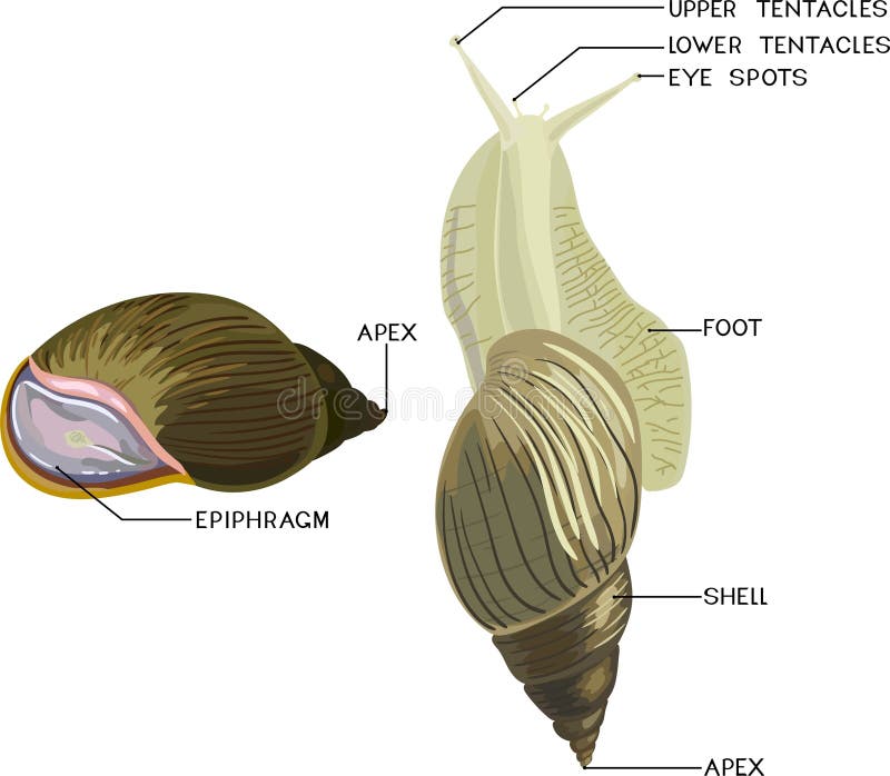 Dicection Of Snail Shell
