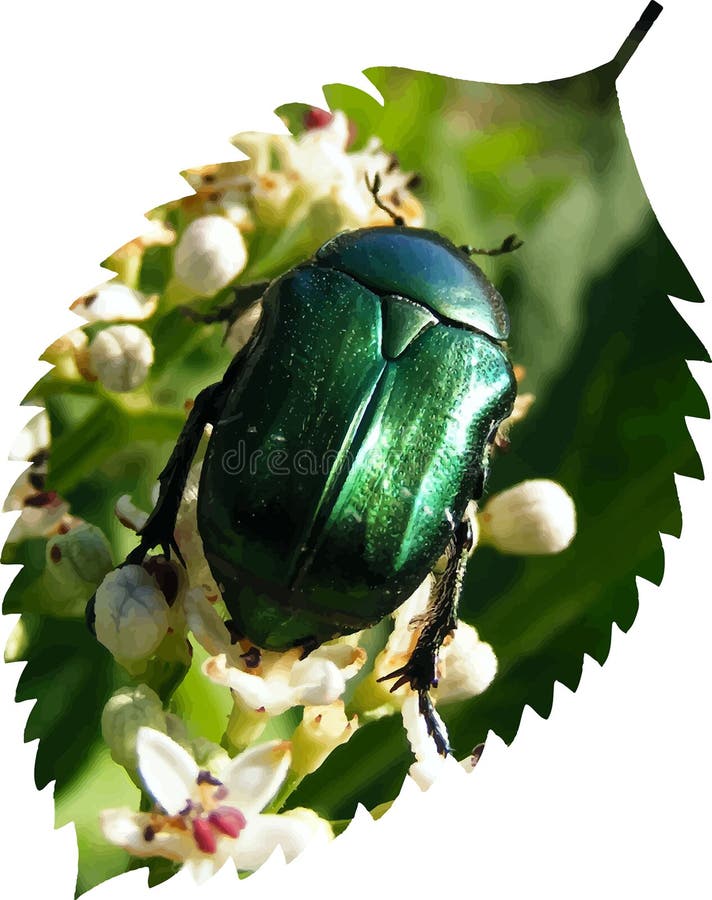 Emerald Green Rose Chafer Bug Vector Art Illustration Stock Vector ...
