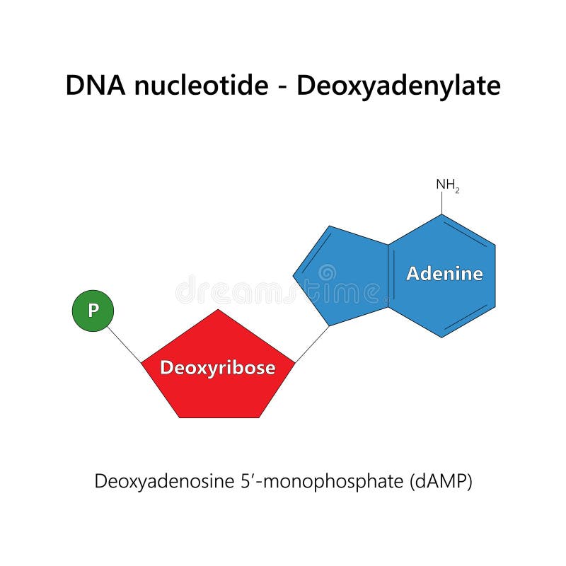DNA Nucleotide (deoxyribonucleotide) - Deoxyadenylate. Stock Vector ...