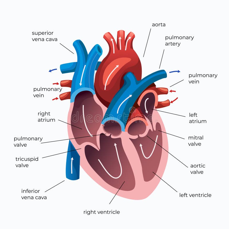 Medical Illustration of the Human Heart. Educational Poster Stock ...