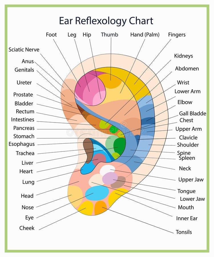 Ear Reflexology Chart Illustretion. Medical Infographic Stock Vector ...