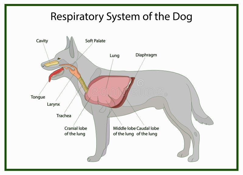 Dog Respiratory System Stock Illustrations – 64 Dog Respiratory System ...